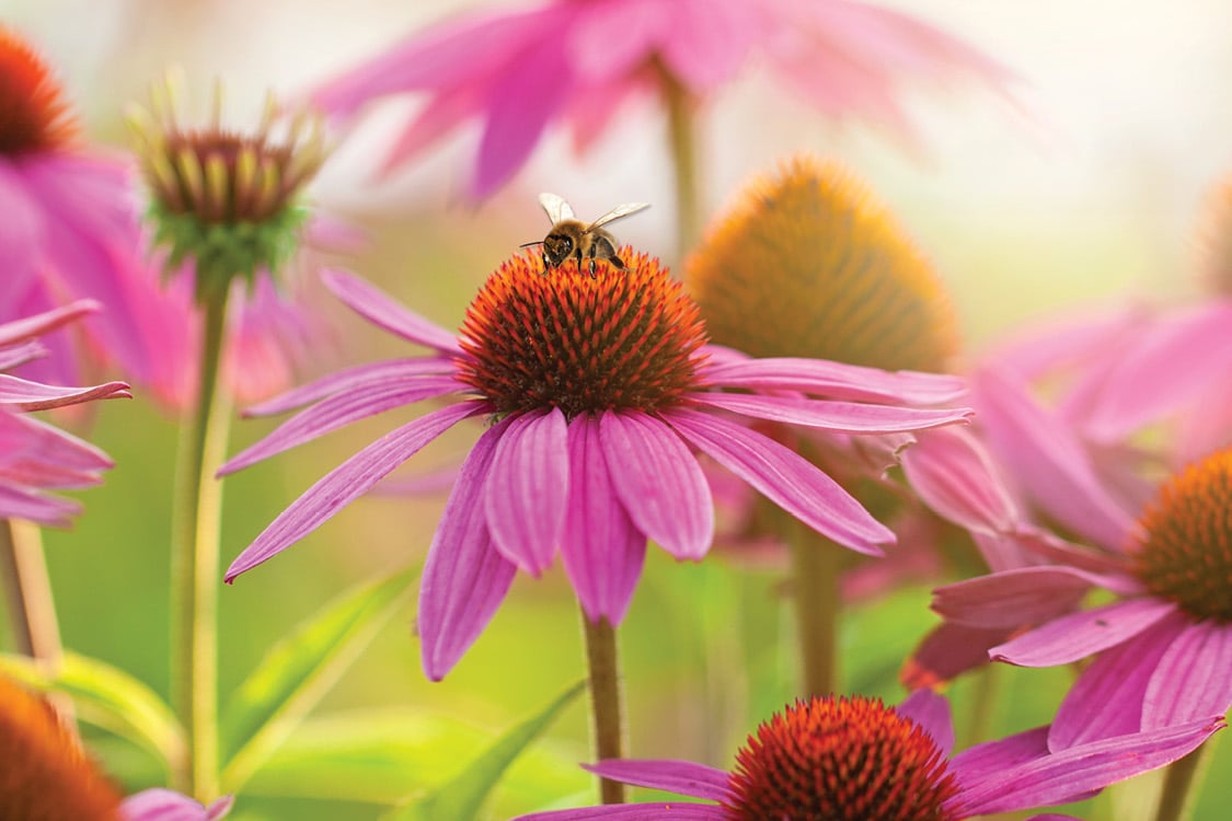 How to Plant a Pollinator Garden in Northern Virginia