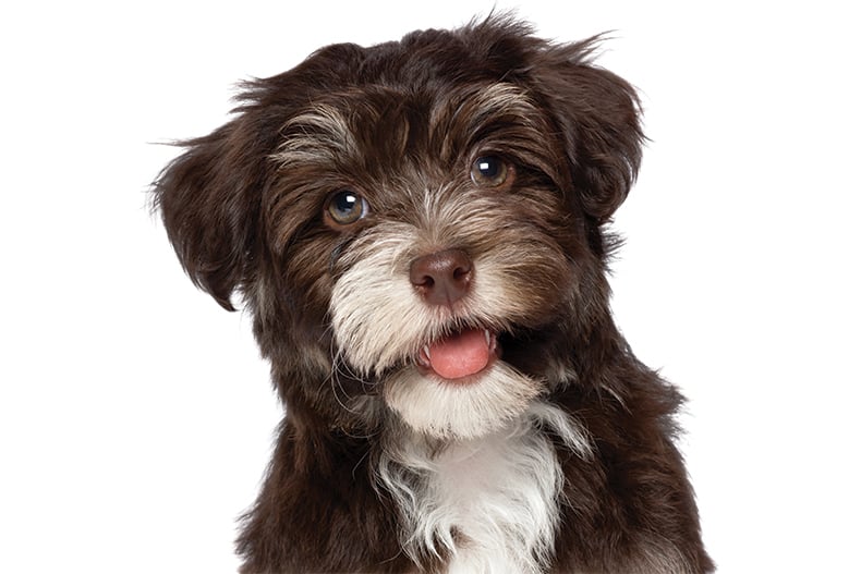 How Much Would You Spend on Your Pet?