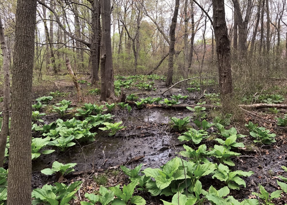 Arlington's Magnolia Bog: A Rare Ecosystem