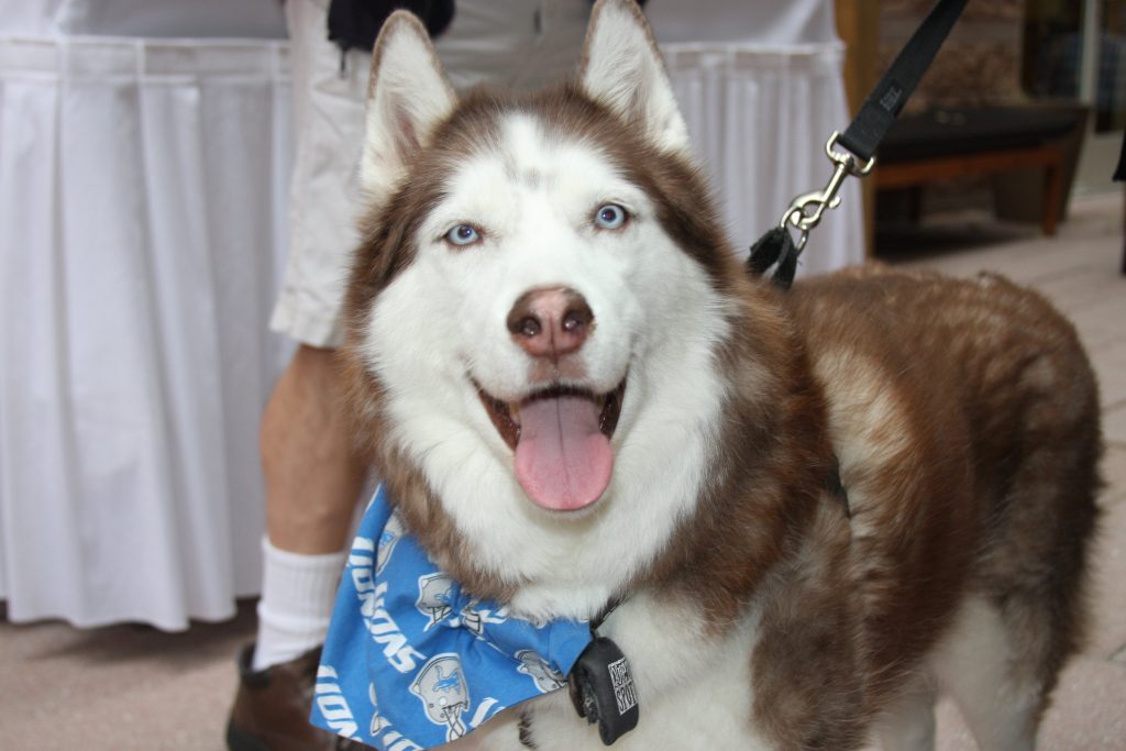 Pet Harbor Rescue and Referral’s Barktoberfest