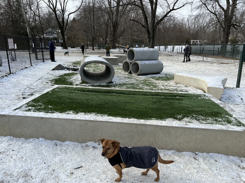 Arlington Dog Parks - 9 Parks for Your Pup to Run Off-Leash