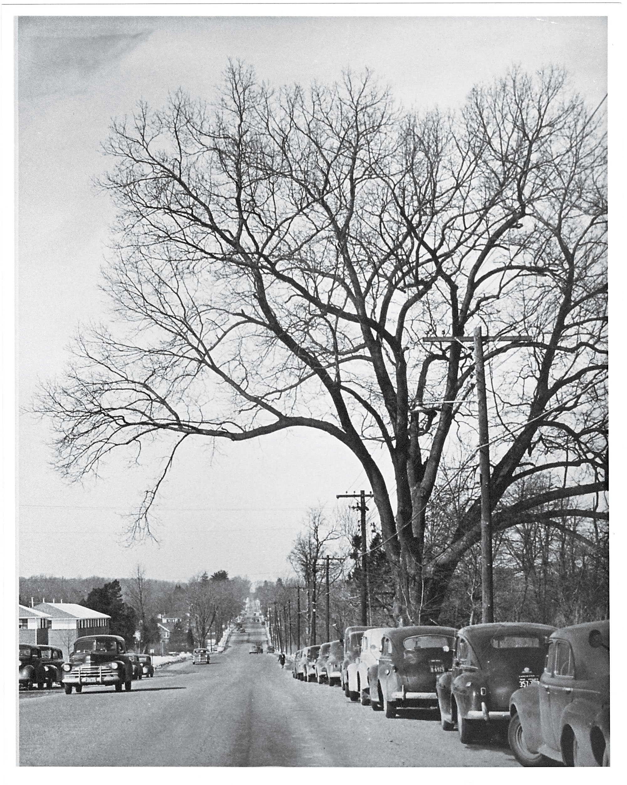 The Legend of the Falls Church Hangman's Tree - Falls Church, VA