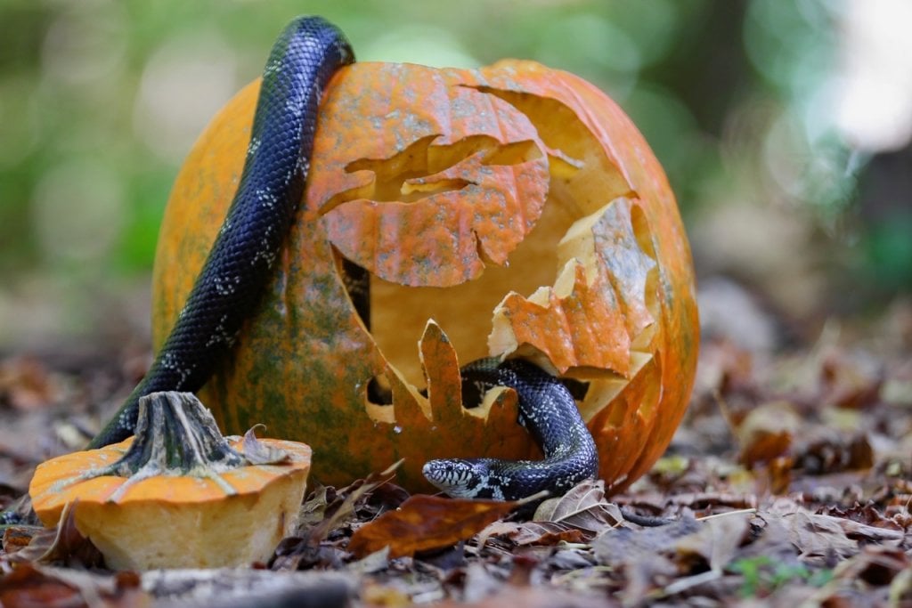 9 Halloween Events For Kids This Weekend - Arlington, VA