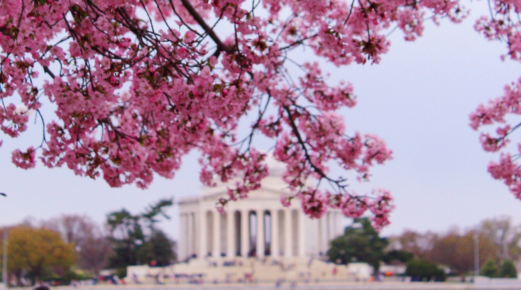 Arlington Cherry Blossom Cherry Blossom Sessions Arlington VA Sarah
