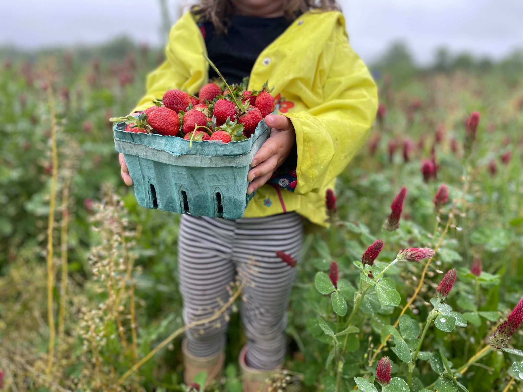 Pick Your Own Fruits and Veggies at These D.C.-Area Farms